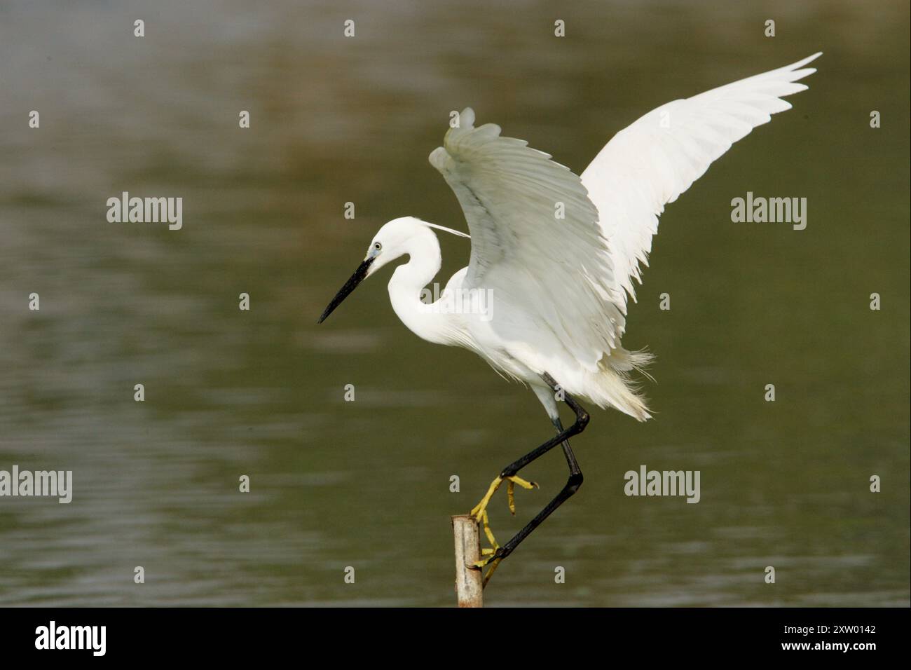 Little egret (Egretta garzetta). This small white heron is native to ...