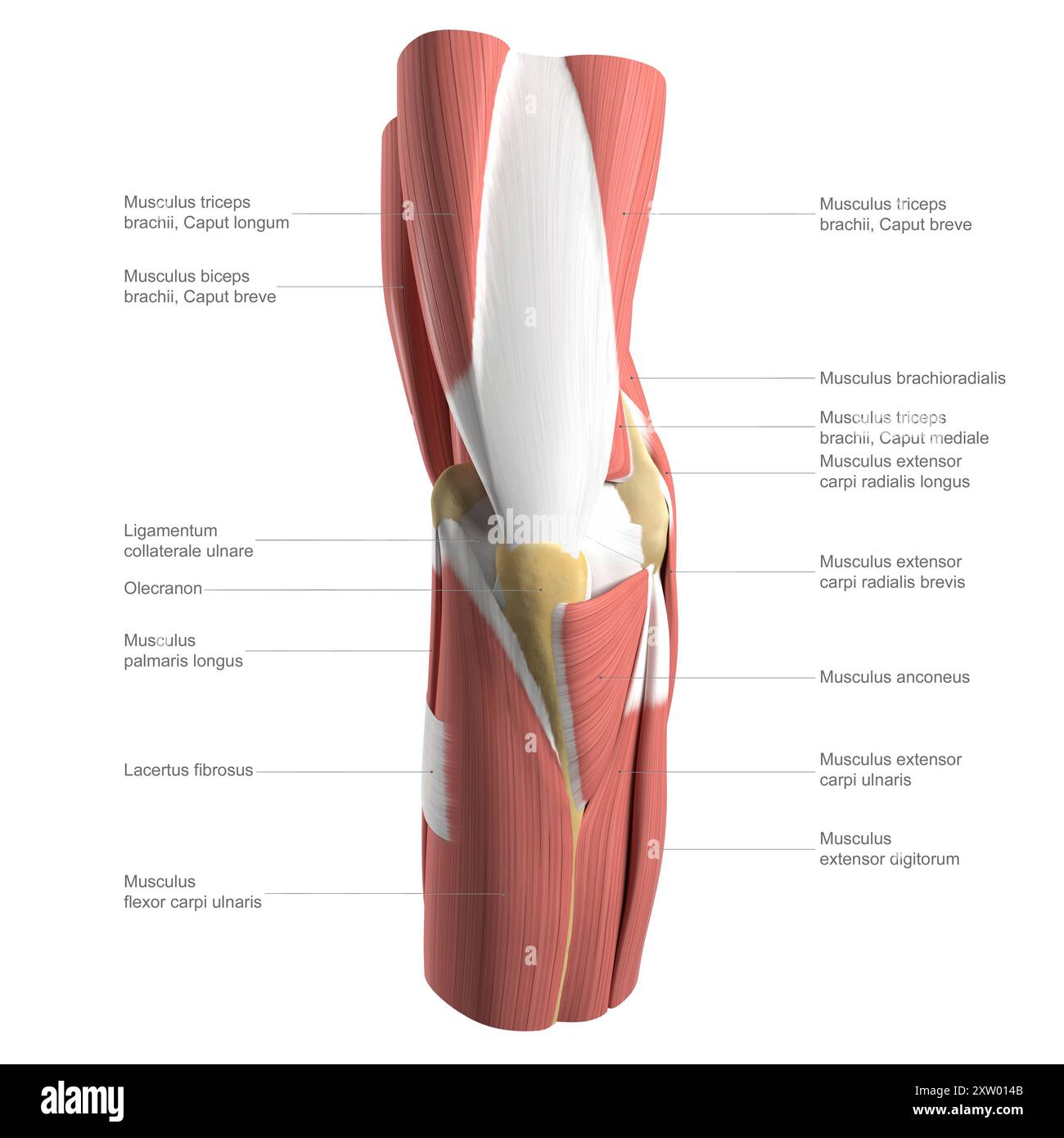 Labelled illustration of the anatomy of the human elbow viewed from ...