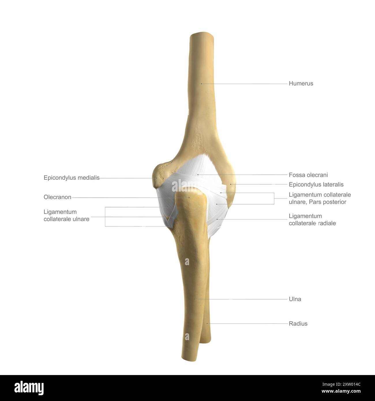 Labelled illustration of the human elbow bones and ligaments viewed ...