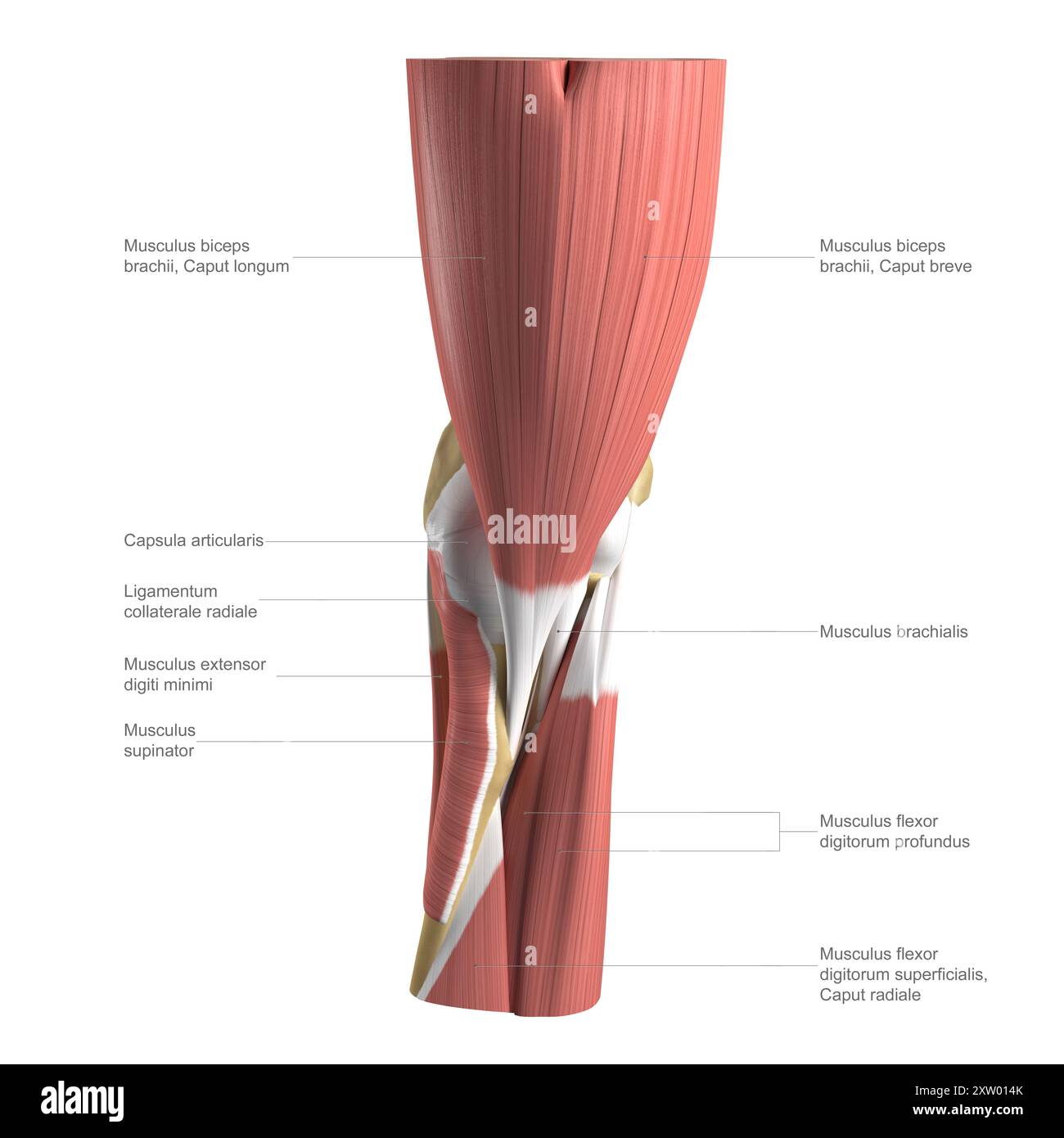 Labelled illustration of the anatomy of the human elbow, showing the ...