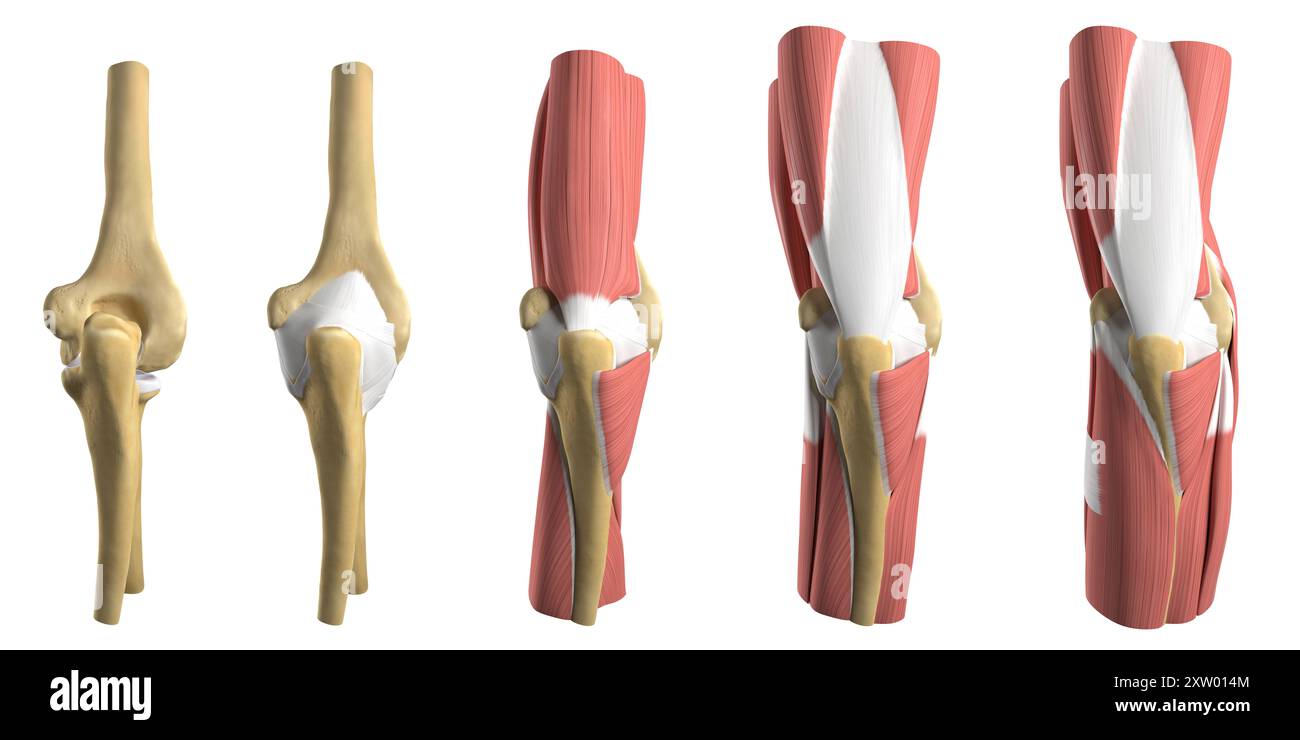 Illustration of the different anatomical layers of the human elbow ...