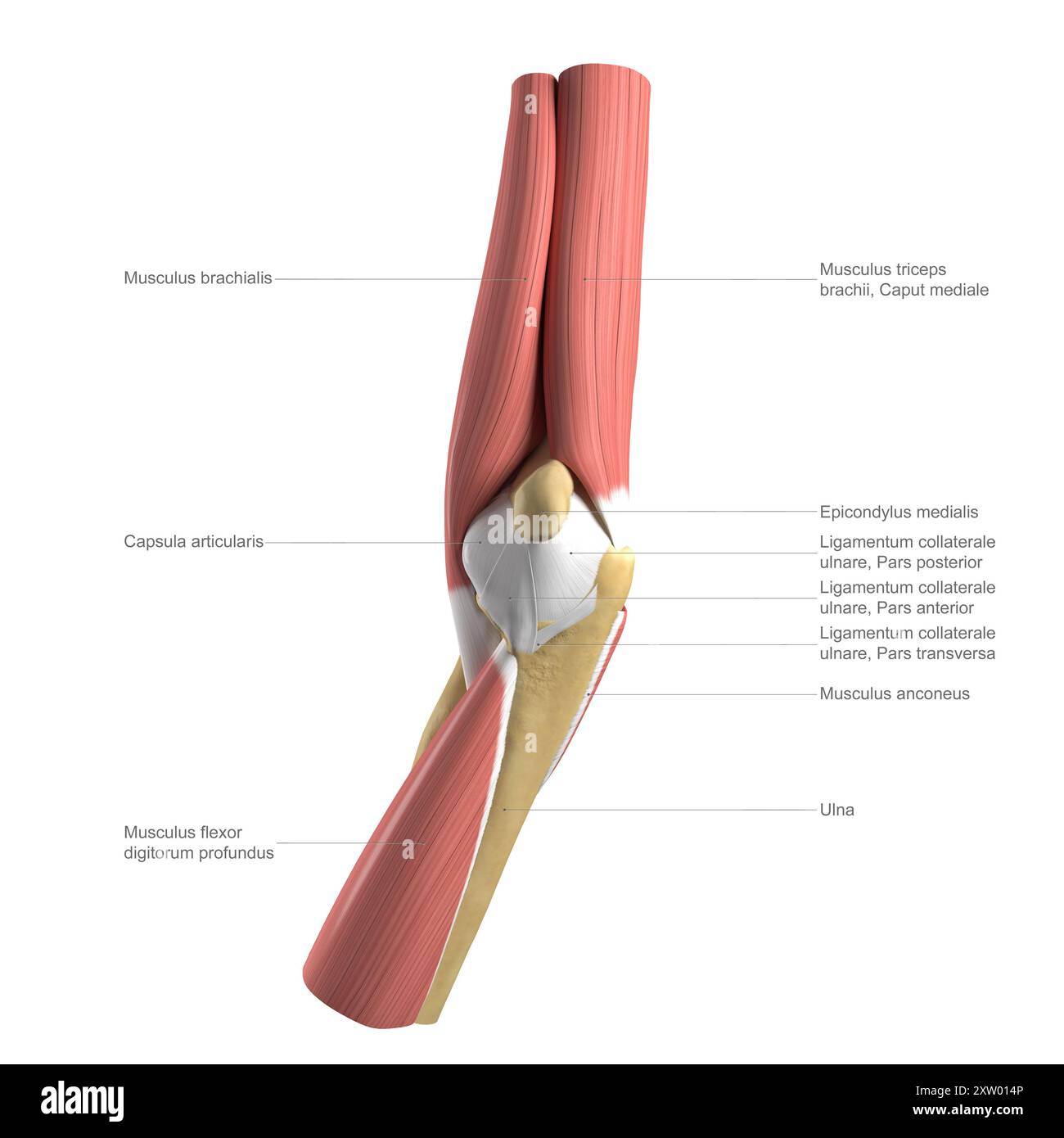 Labelled illustration of the deep muscle of the human elbow, medial ...