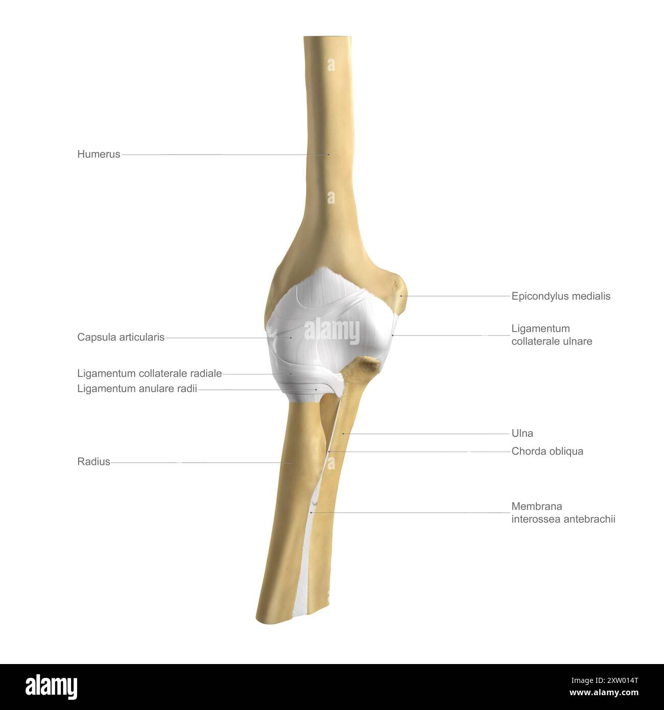 Labelled illustration of the human elbow bones and ligaments viewed ...