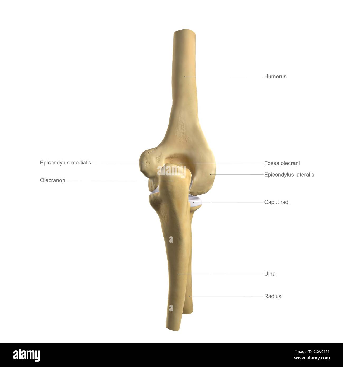 Labelled illustration of the human elbow bones viewed from behind ...