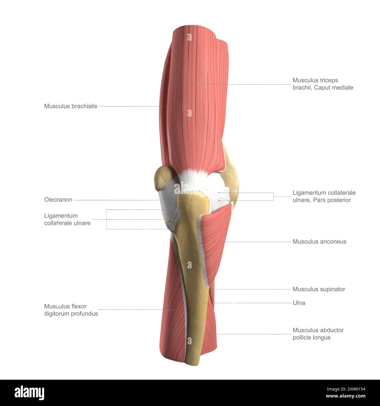Labelled illustration of the deep muscle of the human elbow viewed from ...