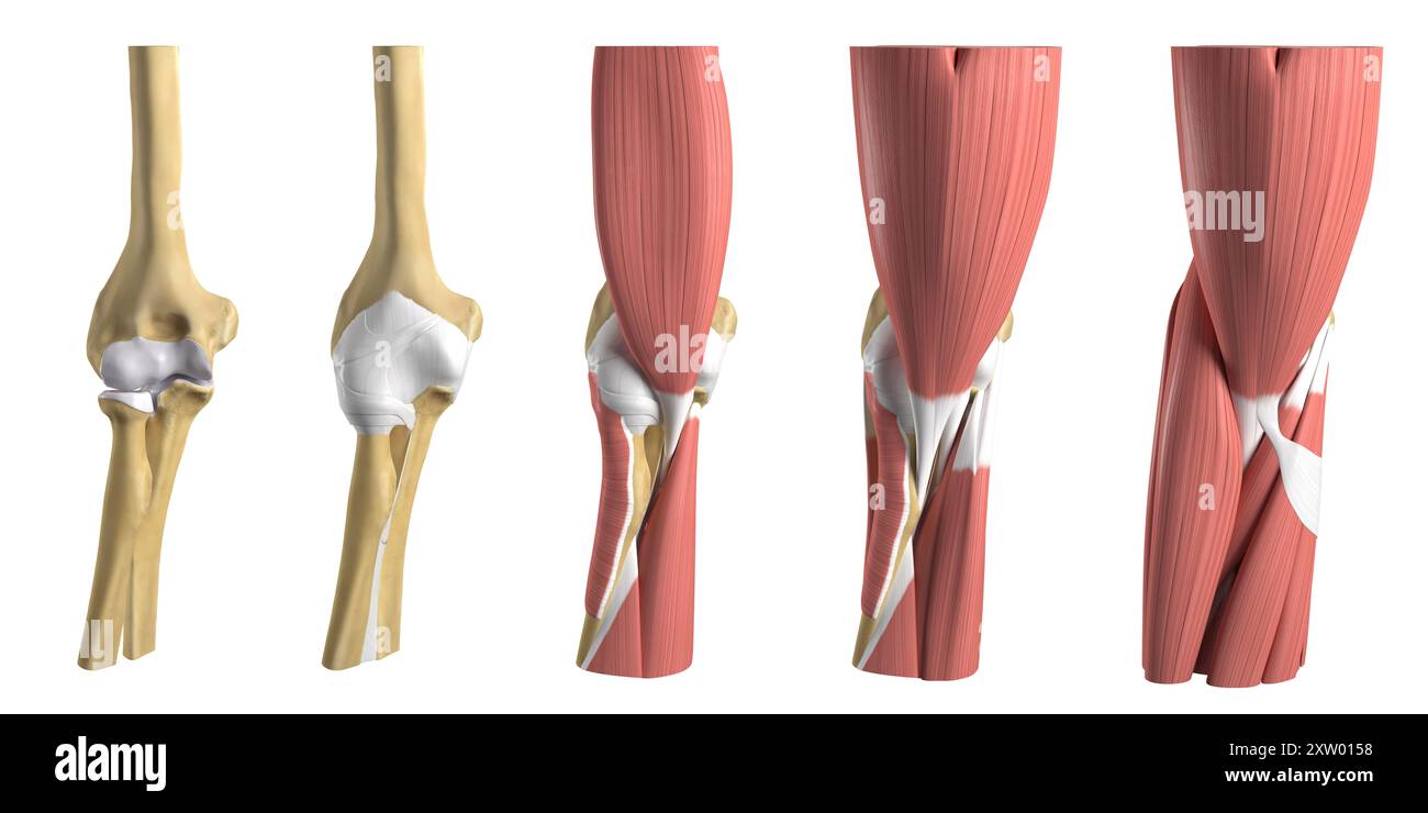 Illustration of the different anatomical layers of the human elbow ...