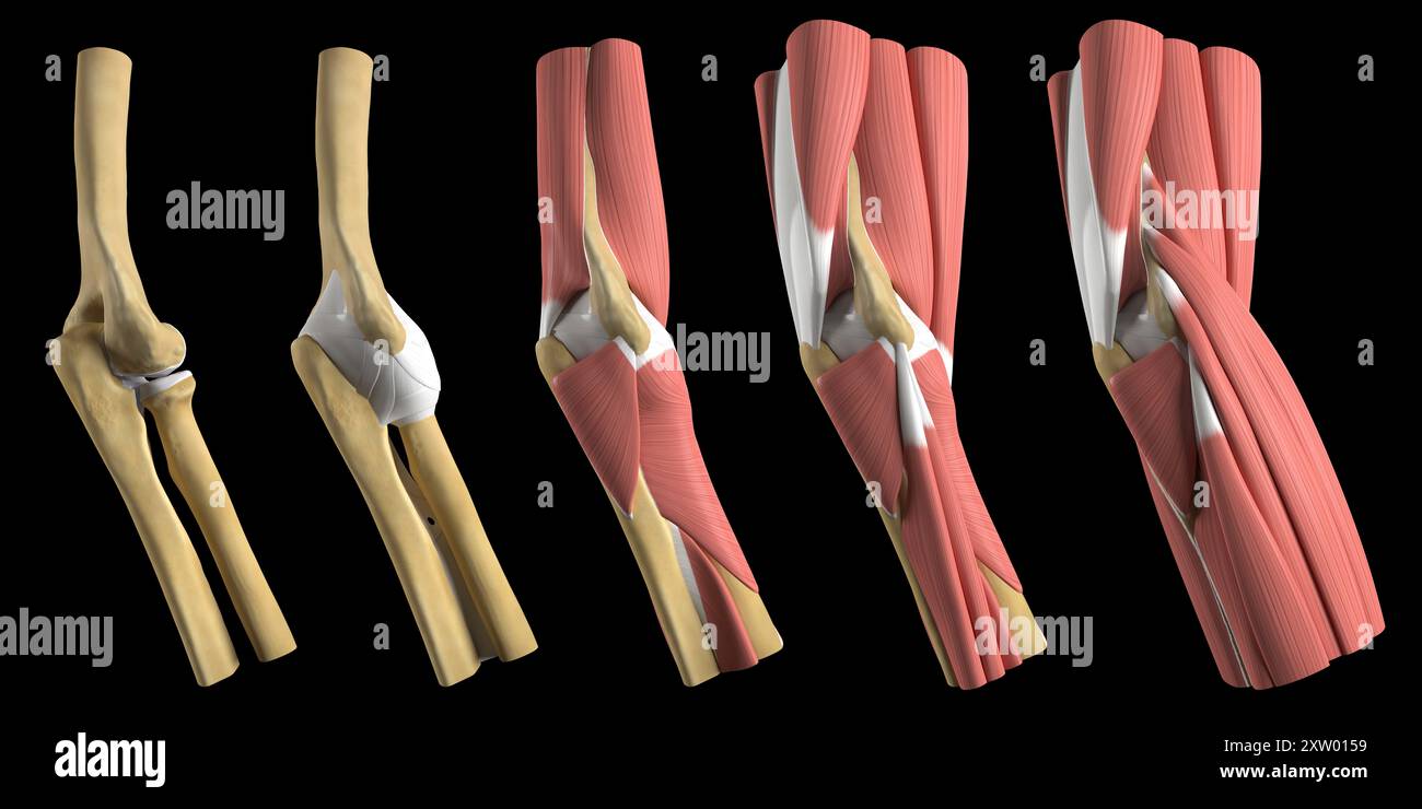 Illustration of the different anatomical layers of the human elbow ...