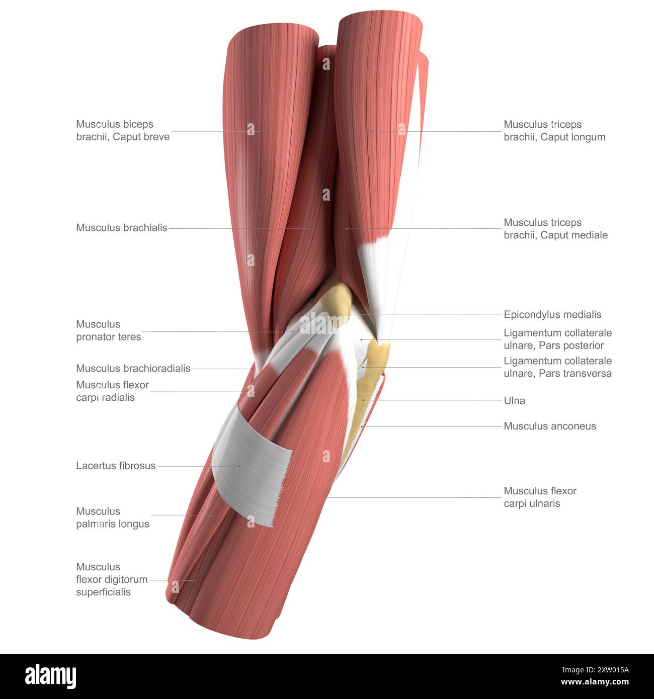 Labelled illustration of the anatomy of the human elbow, medial view ...