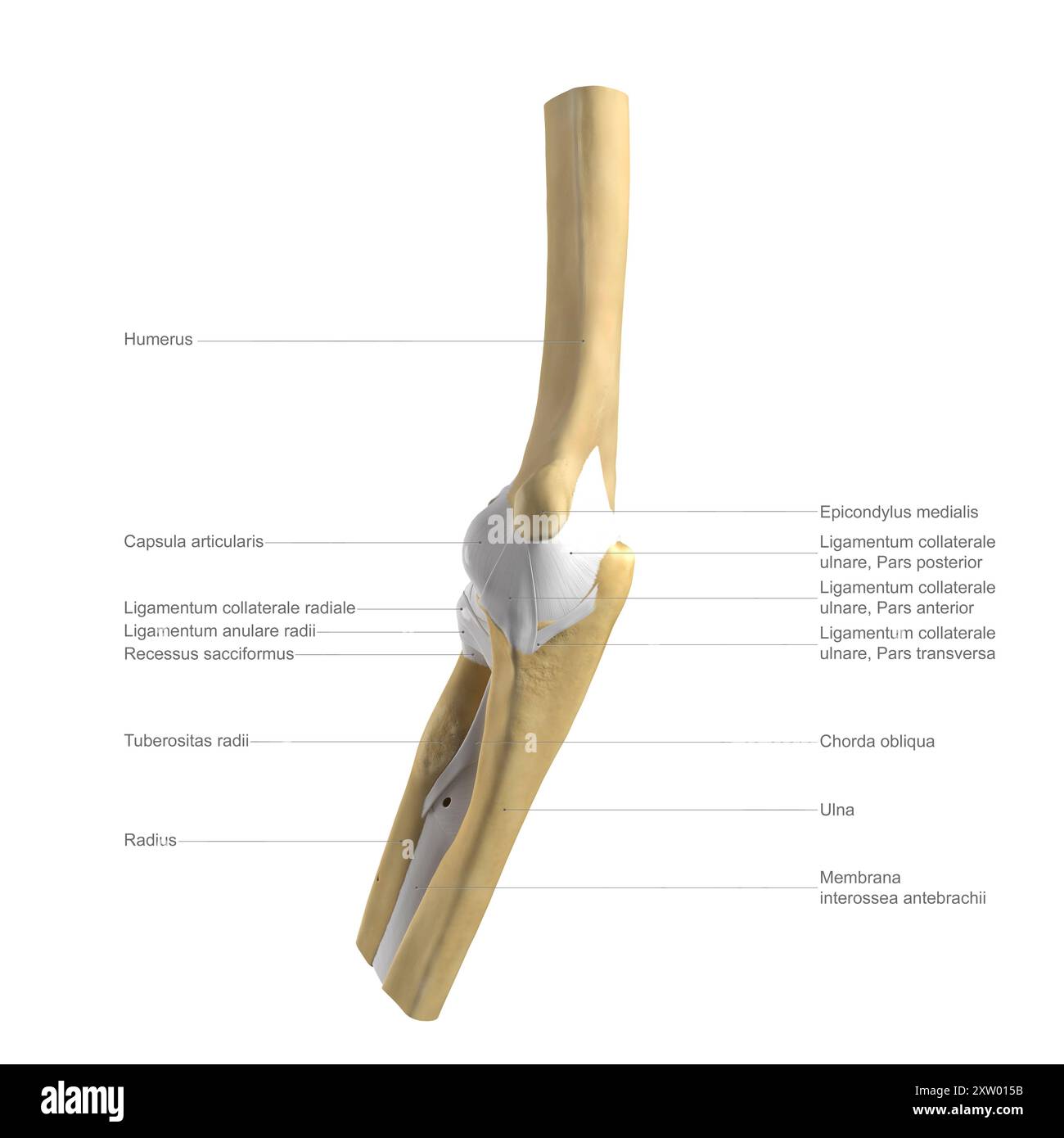 Labelled illustration of the human elbow bones and ligaments, medial ...