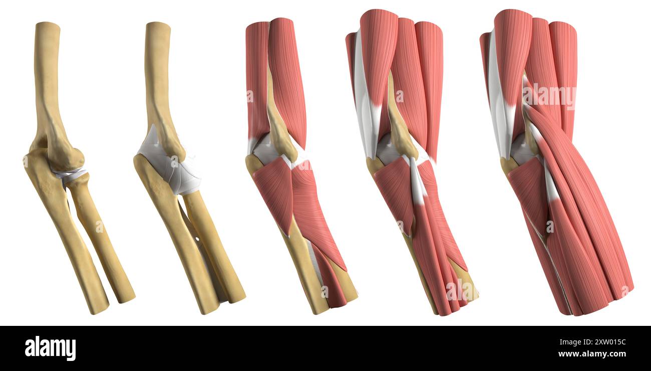 Illustration of the different anatomical layers of the human elbow ...