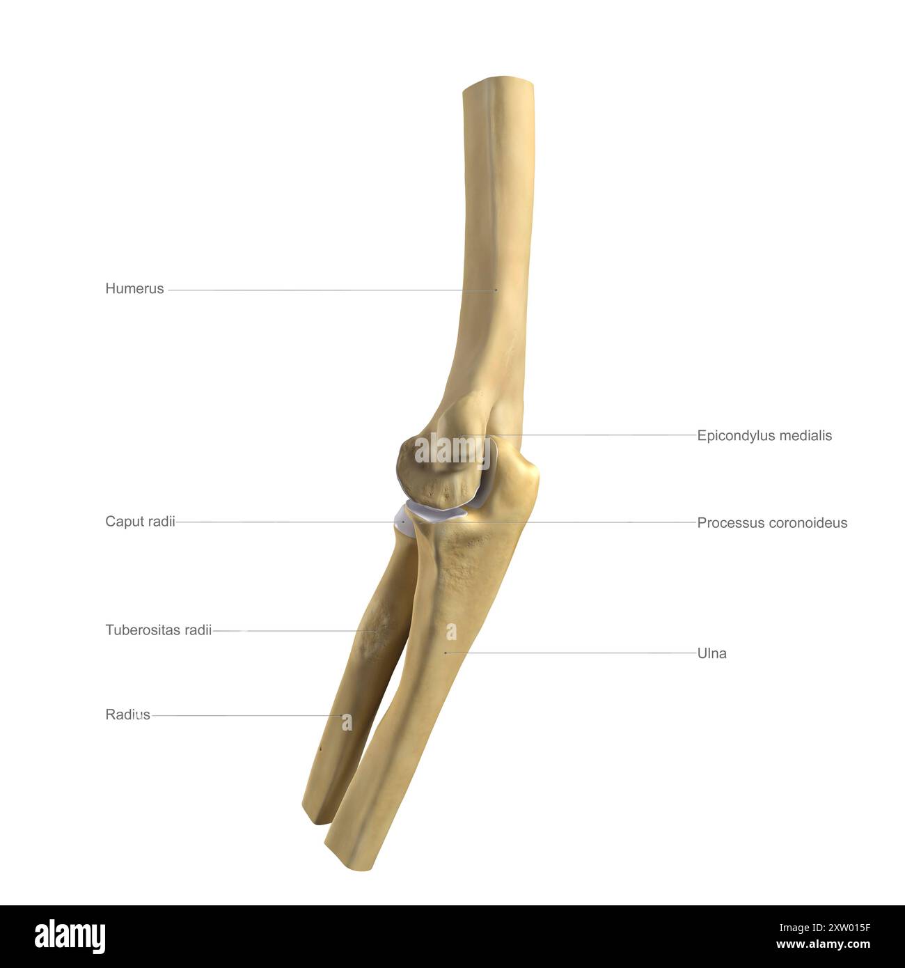 Labelled illustration of the human elbow bones, medial view (side ...