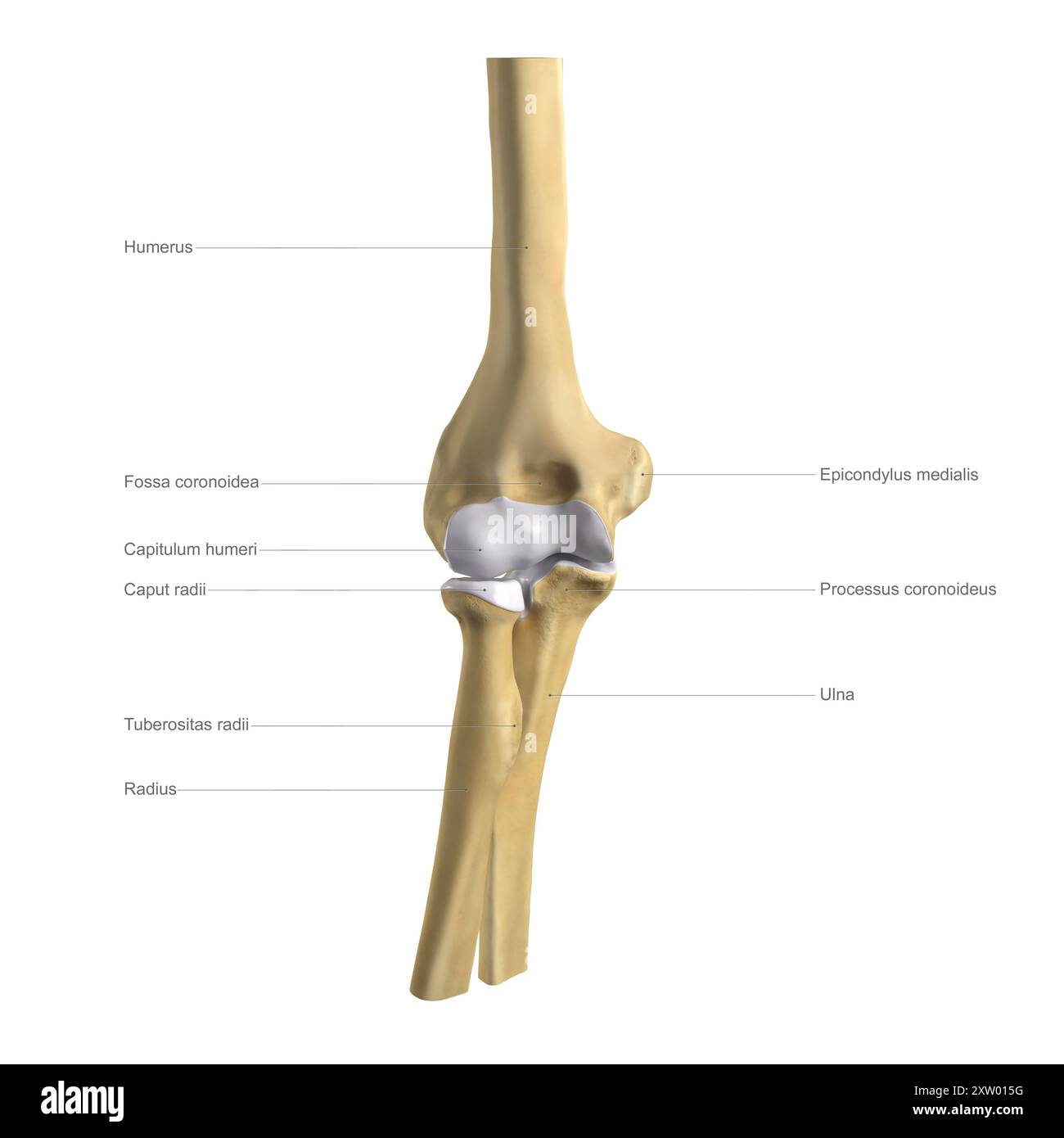 Caput radii Cut Out Stock Images & Pictures - Alamy