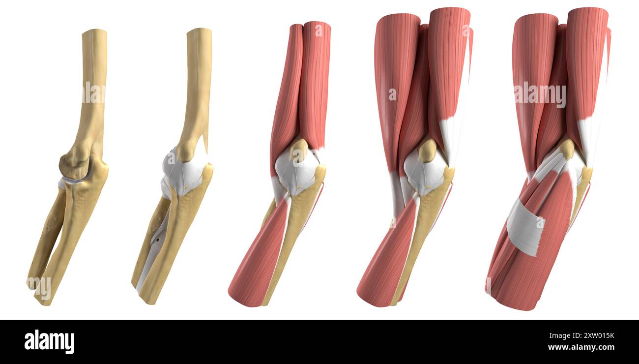 Illustration of the different anatomical layers of the human elbow ...