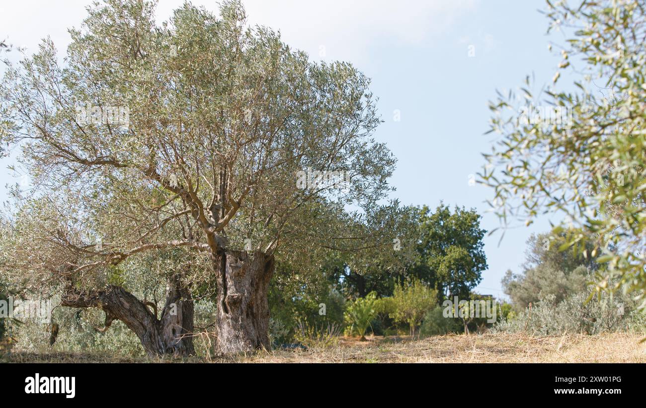 secular Italian olive trees in Calabria Stock Photo - Alamy