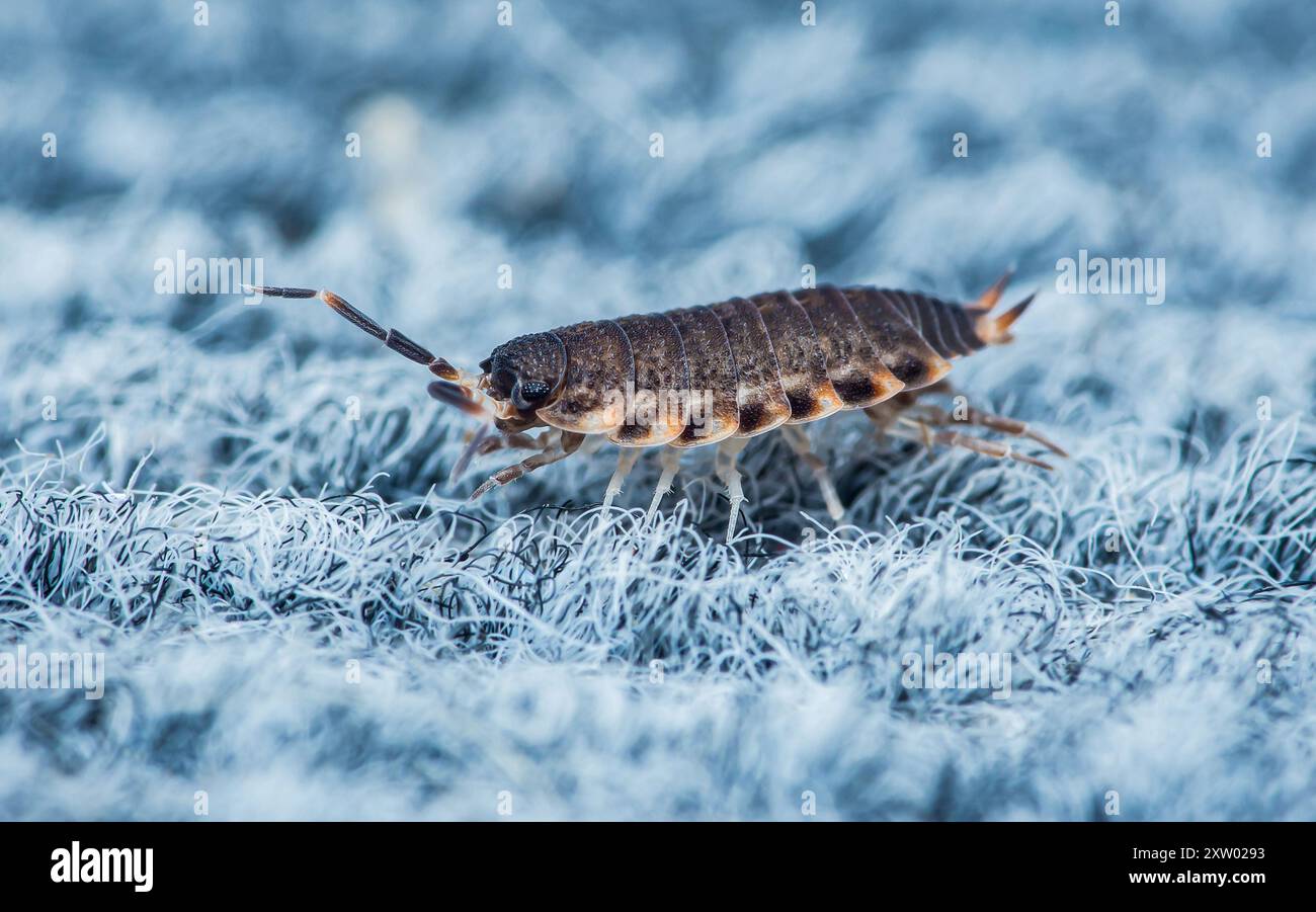 Close-up a Common rough woodlouse, Porcellio scaber sitting on carpet ...