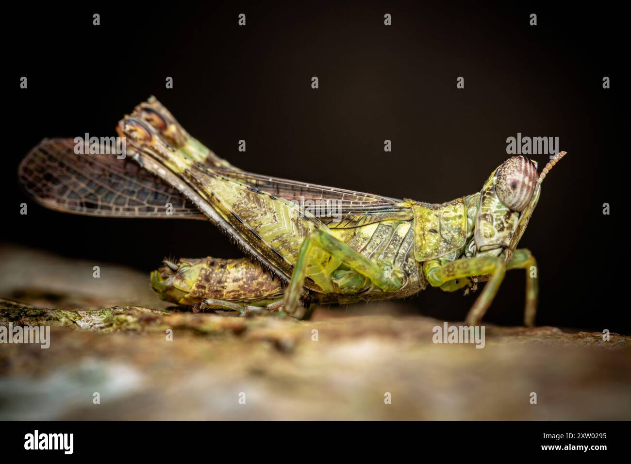 Close-up a Horn grasshopper on brown leaf, Side view shot Stock Photo ...