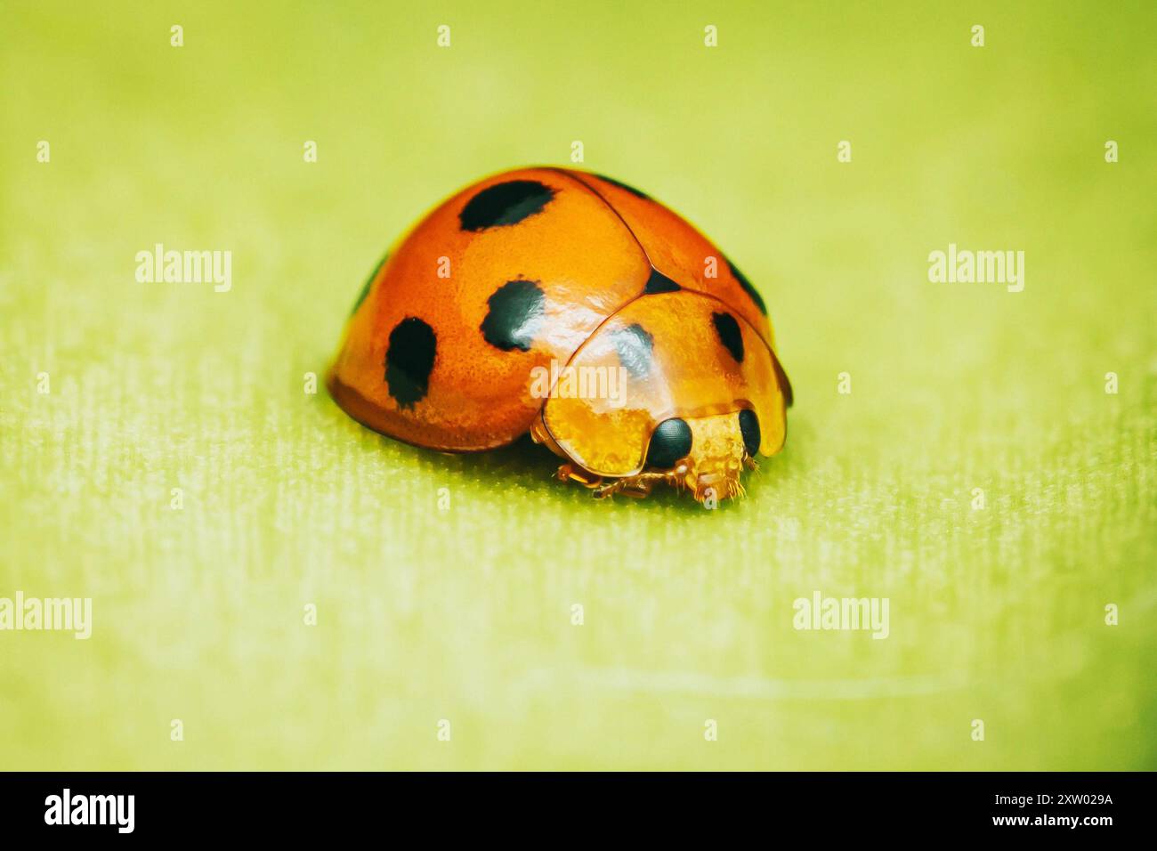 Close-up a Ladybug on flower and nature background Stock Photo - Alamy