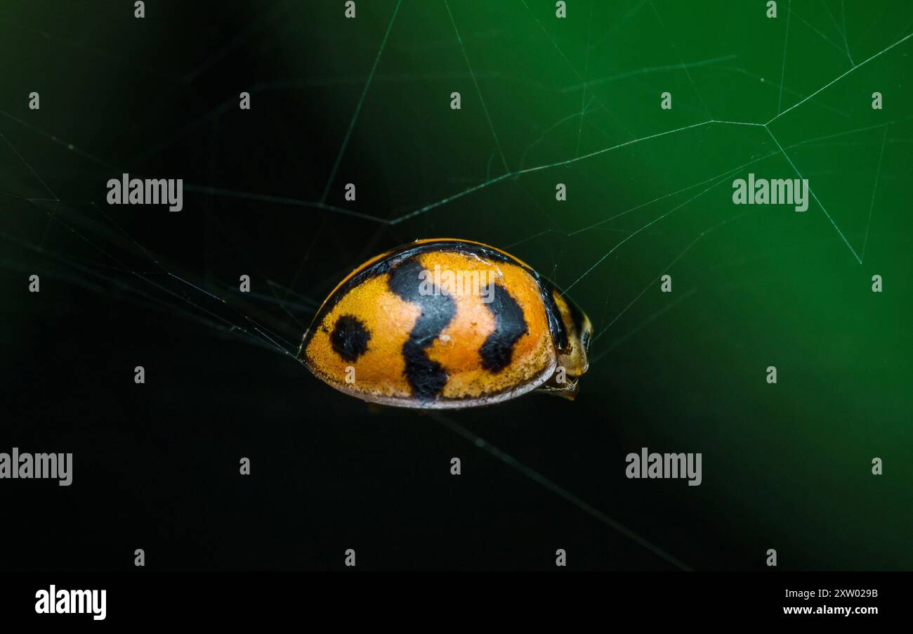 Ladybirds catch in spider web, Prey of spider Stock Photo - Alamy