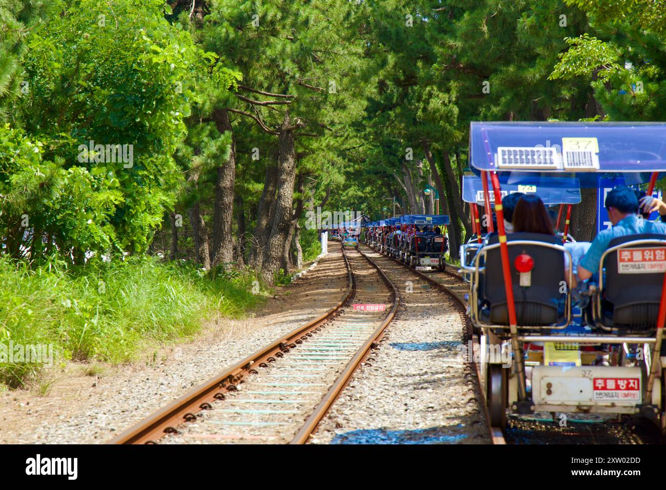 Samcheok, rail bike, Korea, pine forest, cycling, outdoor, adventure ...