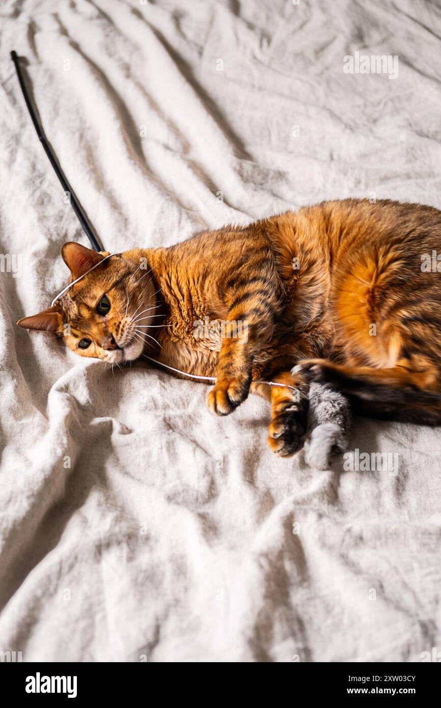 Cat playing on cozy bed with toy mouse, showing playful behavior Stock ...