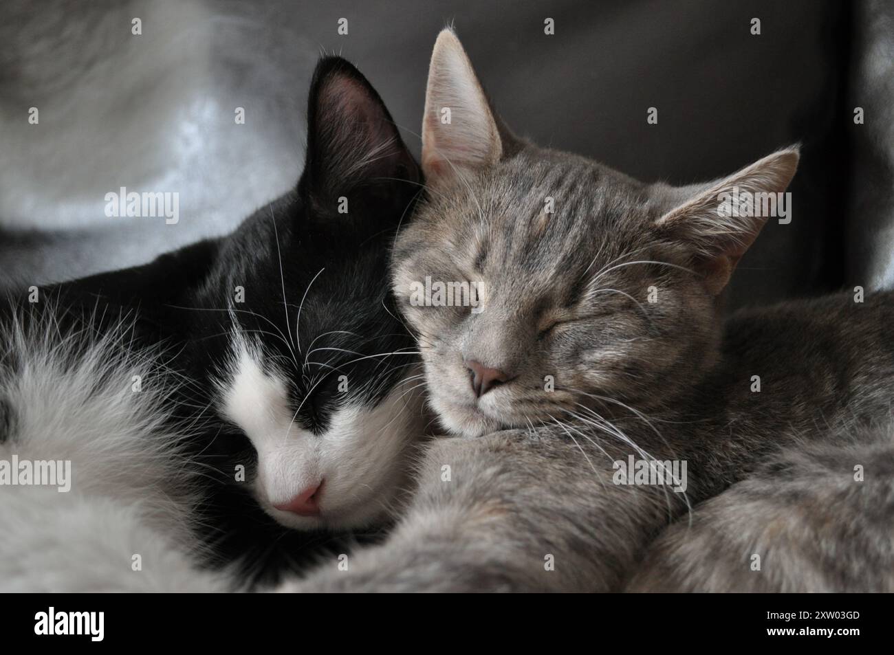 Cats sleeping together hi-res stock photography and images - Alamy