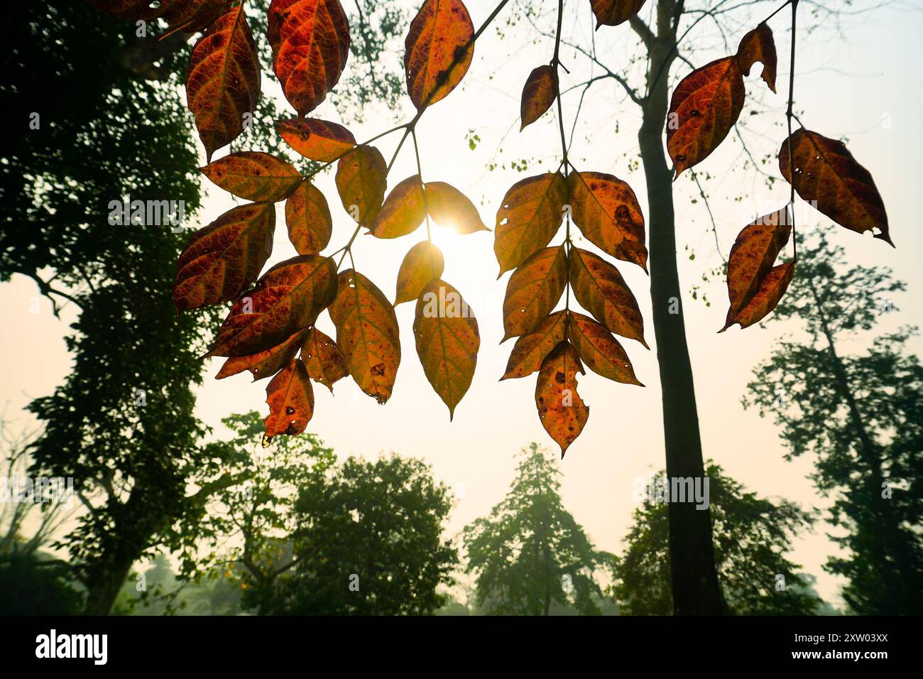 Sun rays coming through big autumn leaves, bright nature stock image ...
