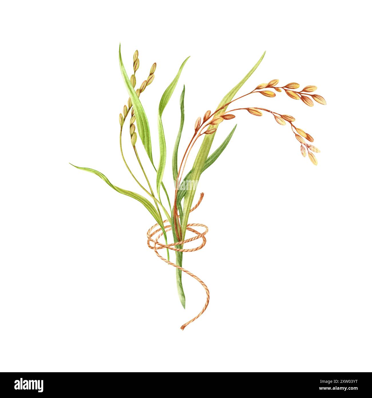 Rice grains, plant and leaves composition. Floral natural clip art of a ...