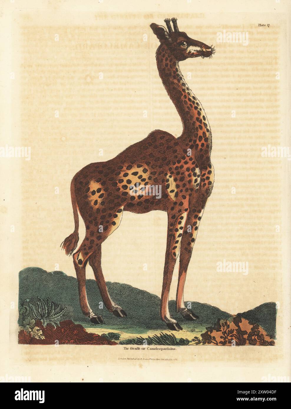 Naturalist illustration giraffe hi-res stock photography and images - Alamy