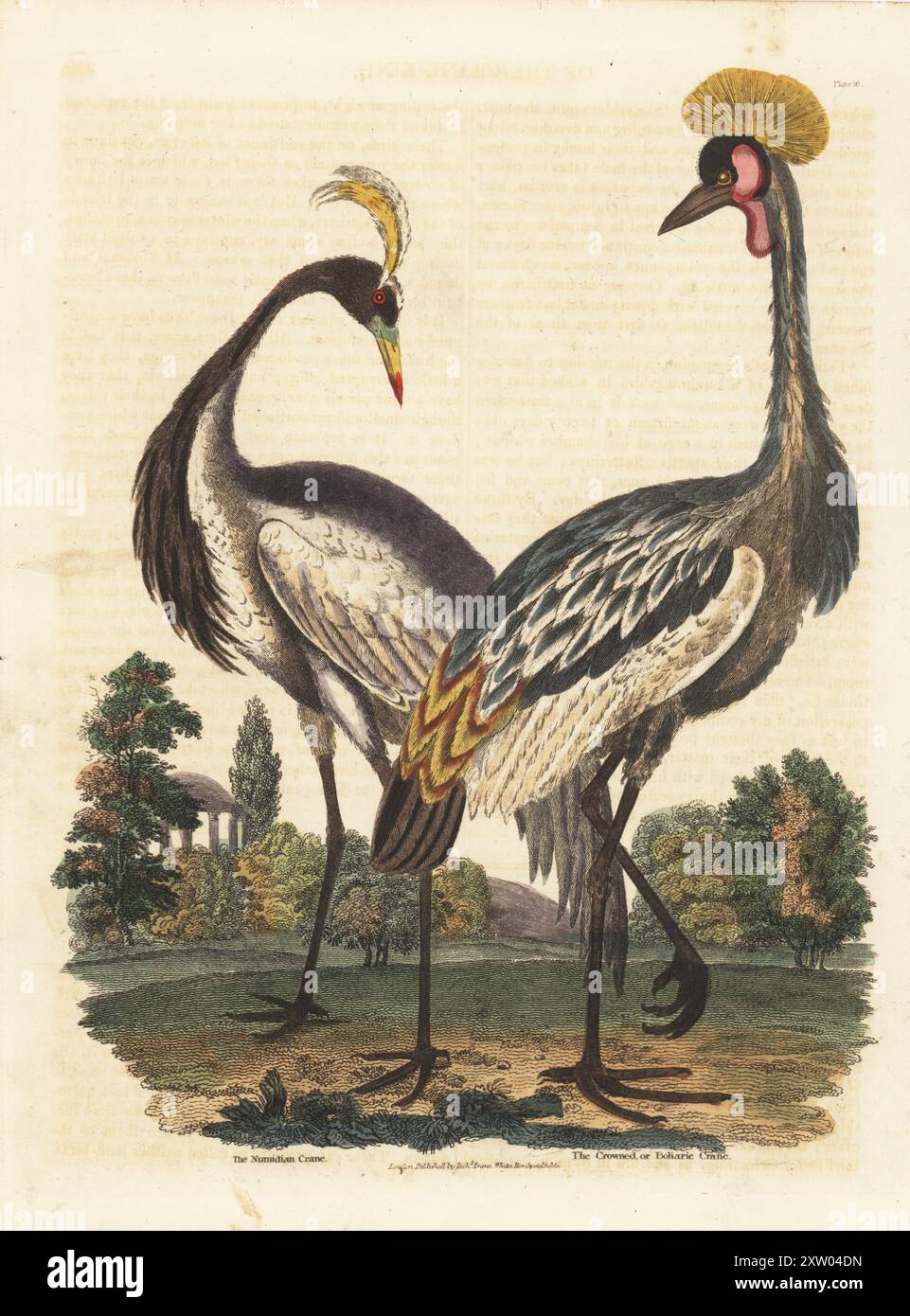 Grey crowned crane engraving hi-res stock photography and images - Alamy