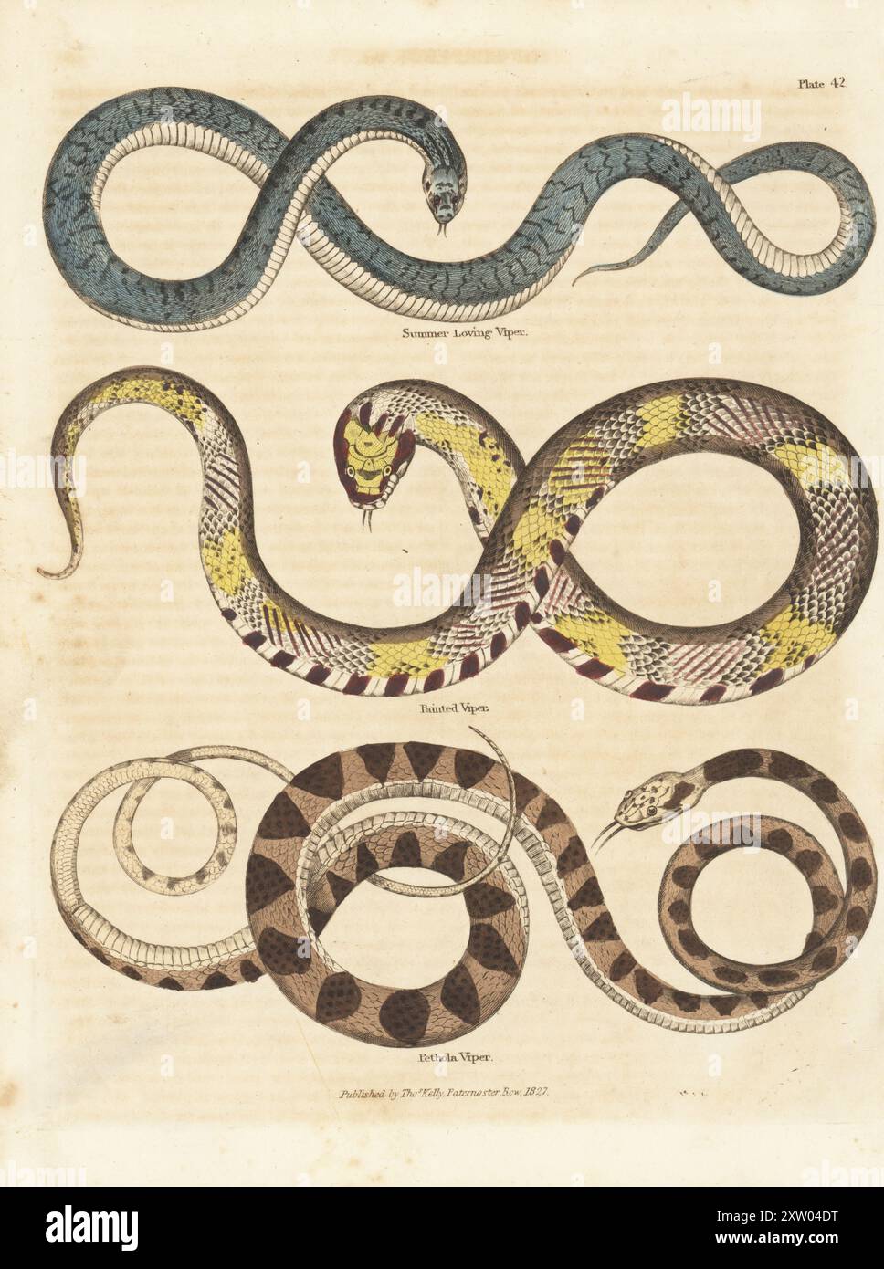 Oxyrhopus petolarius summer loving viper hi-res stock photography and ...