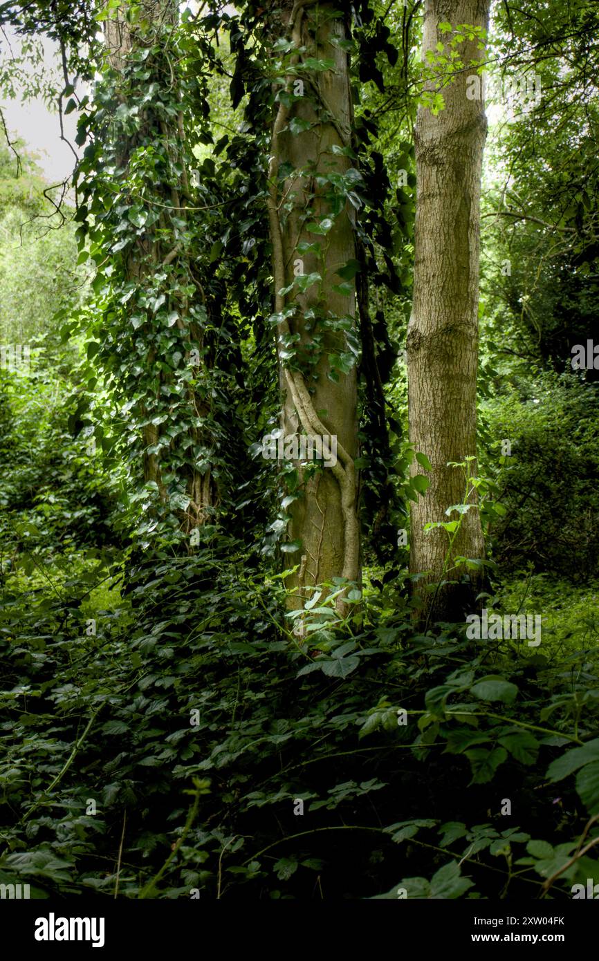 Moody tree trunks in a wood with vines wrapped around them Stock Photo ...