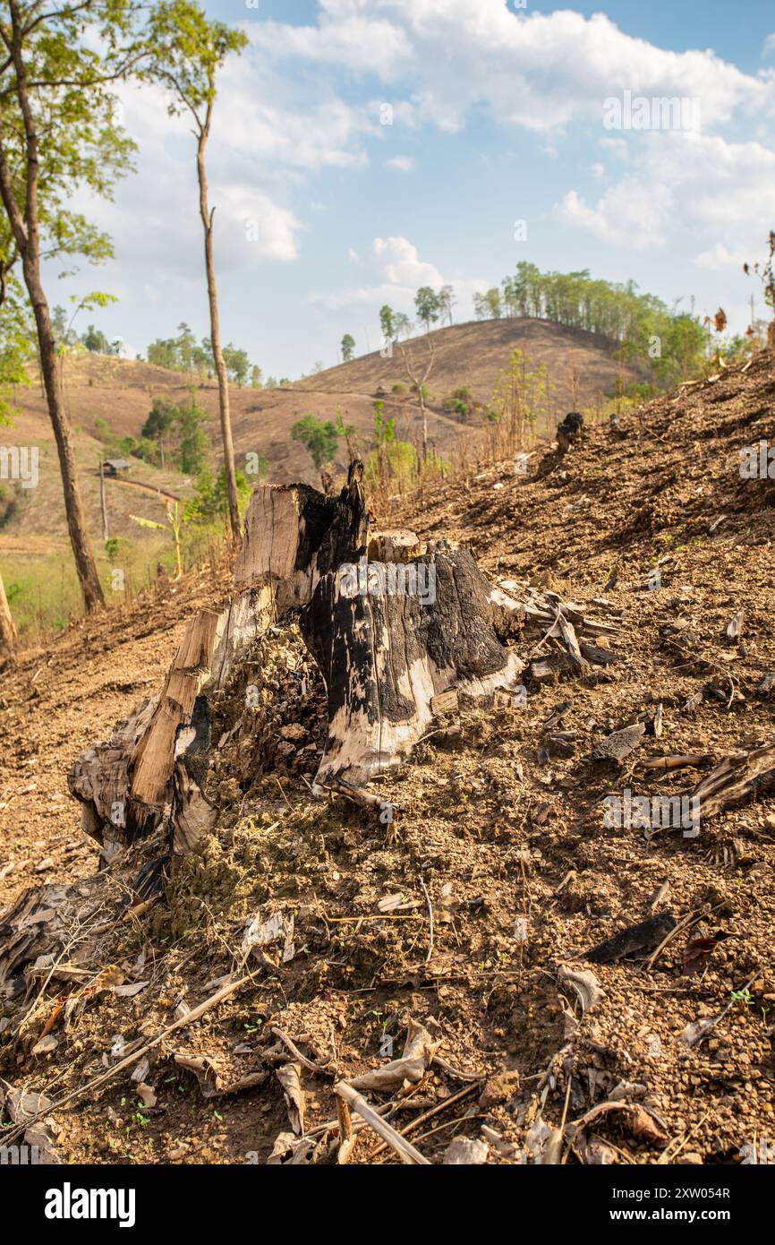 Deforestation are the anthropogenic source of atmospheric carbon ...