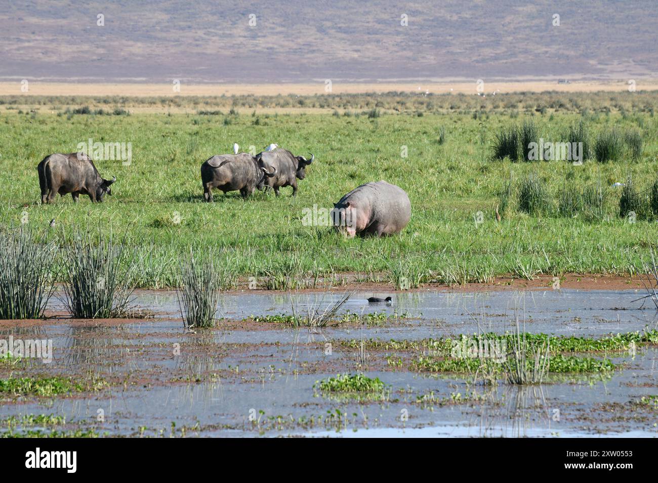 Hippopotamus and African buffalo in the Gorigor swamp in Ngorongoro ...