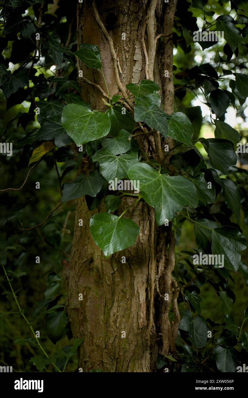Moody Hawthorne tree trunks in a wood with ivy vines wrapped around ...