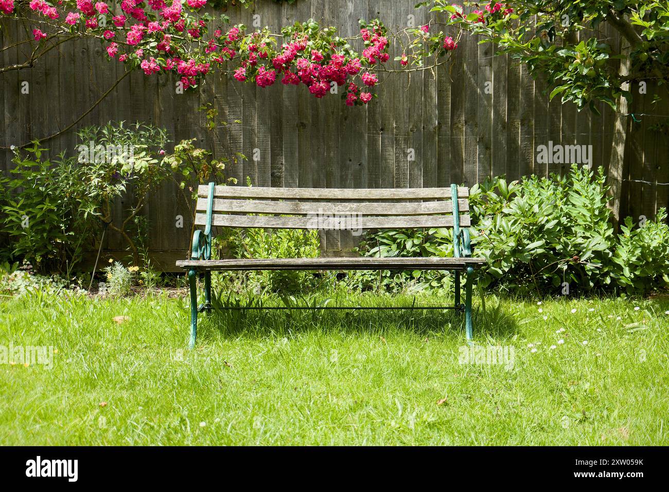 Pretty bench in an English garden surrounded by grass, bushes and roses ...