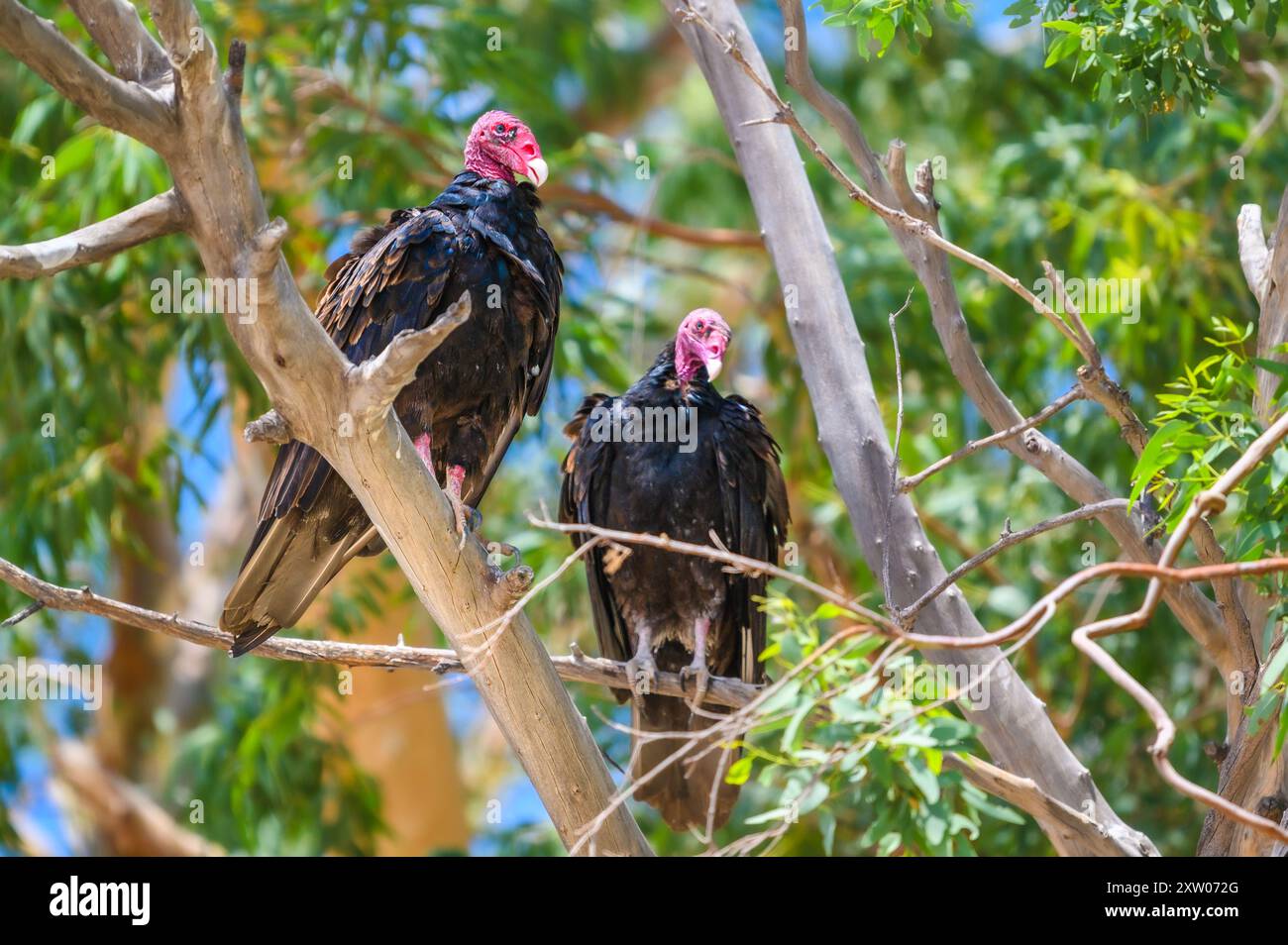 Turkey vulture cathartes aura pair hi-res stock photography and images ...