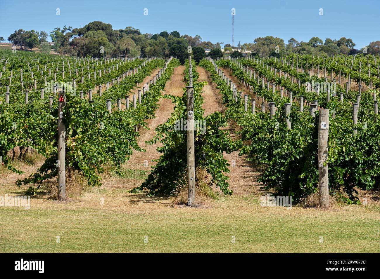 Rows of vine on the Bellarine Peninsula - Bellarine, Victoria ...