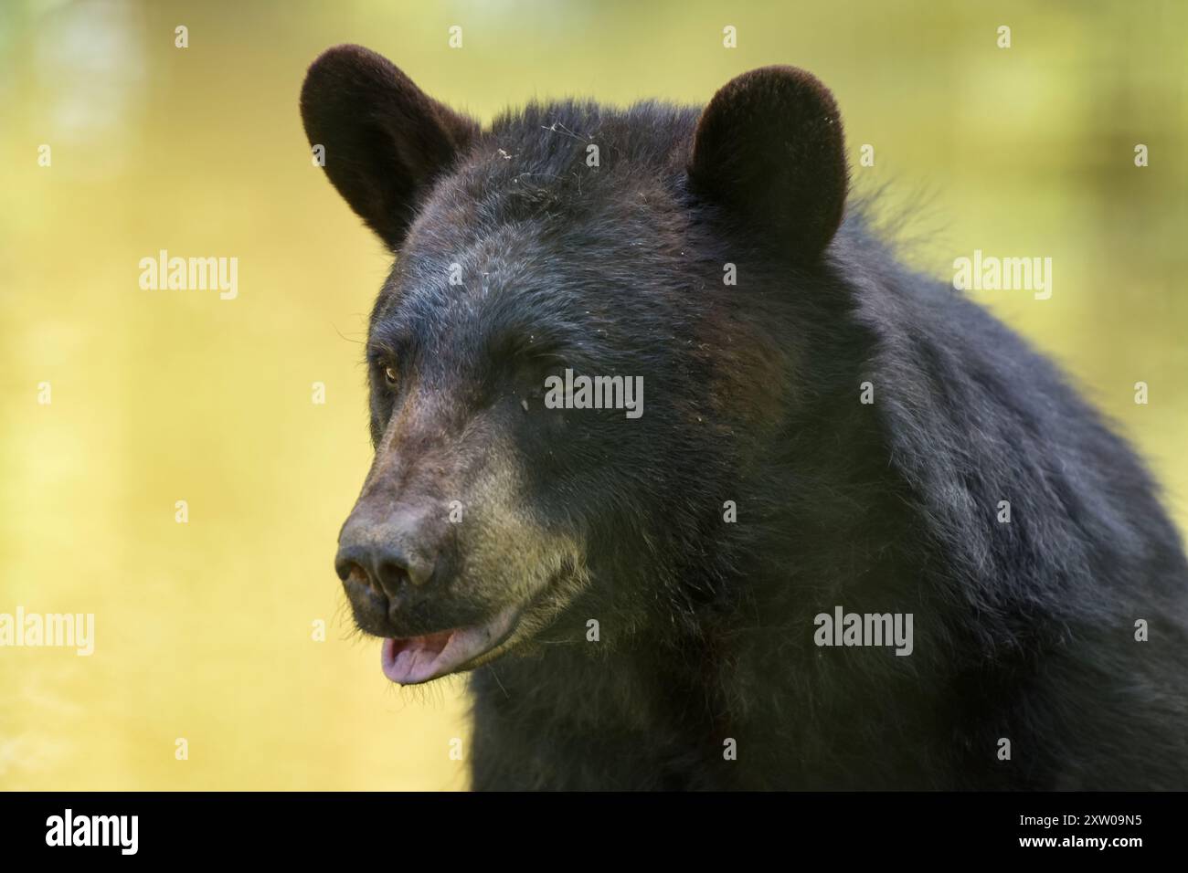 Portrait of a black bear in park in France Stock Photo - Alamy