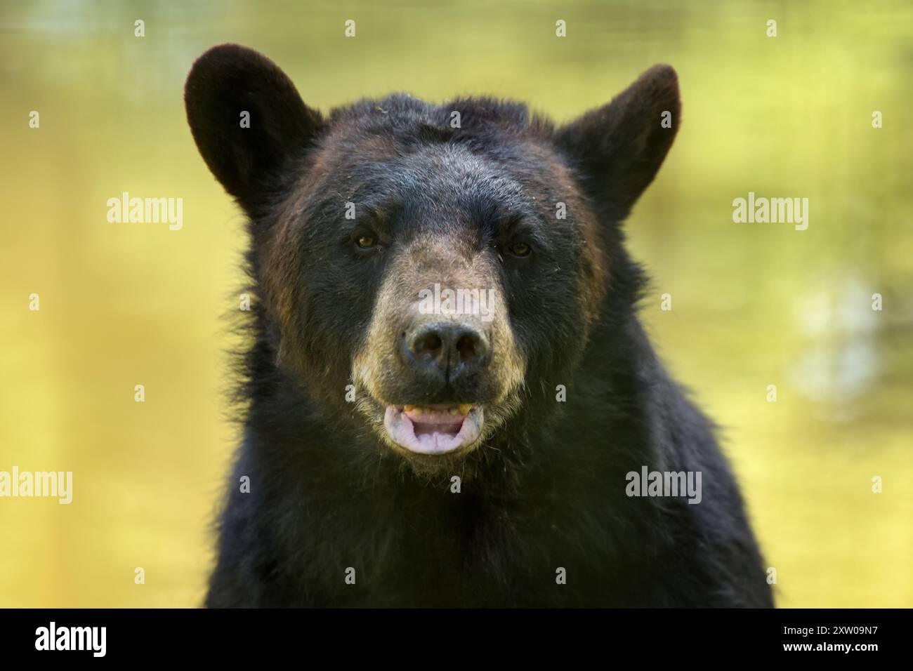 Portrait of a black bear in park in France Stock Photo - Alamy