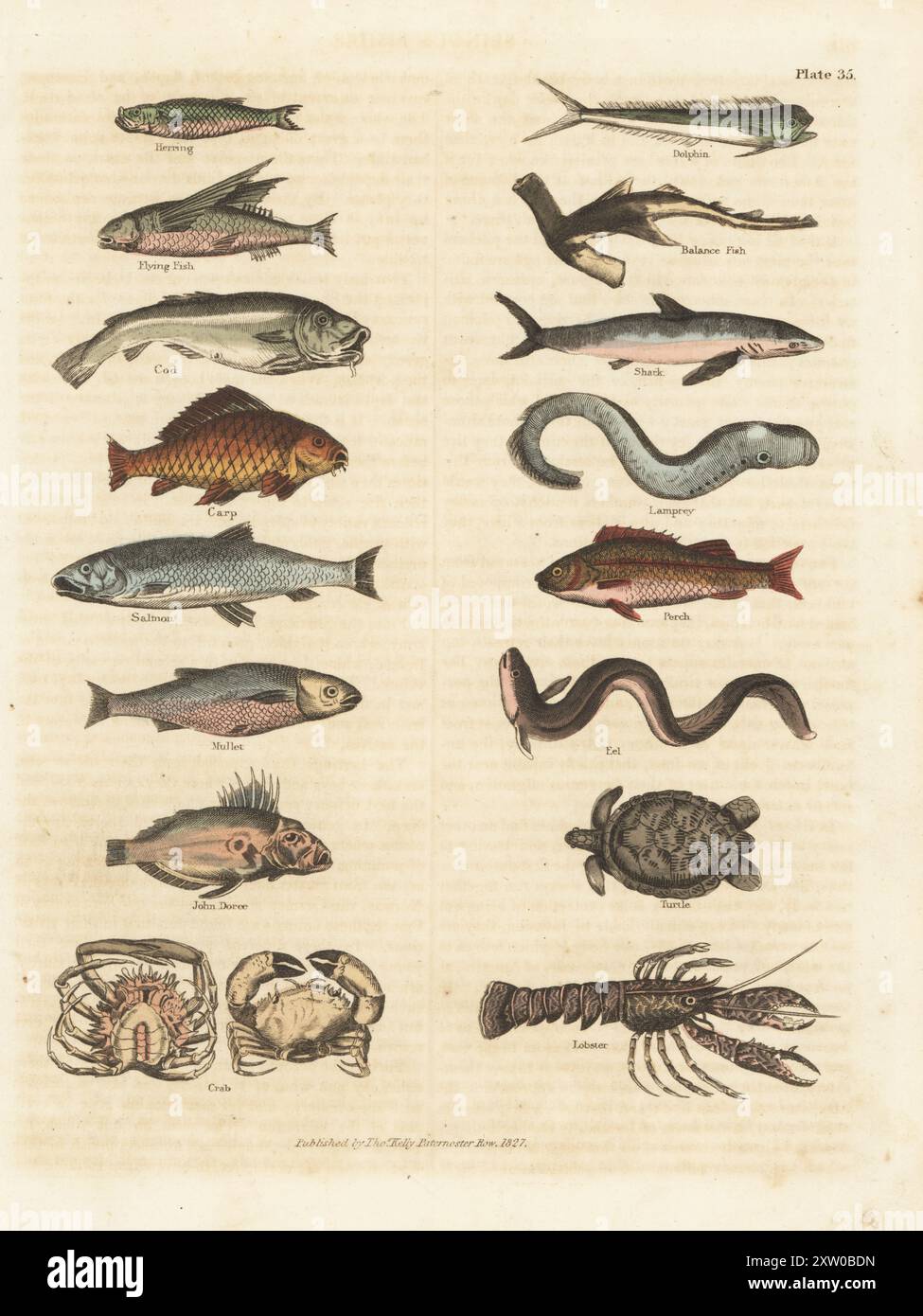 Mullet shark hi-res stock photography and images - Alamy