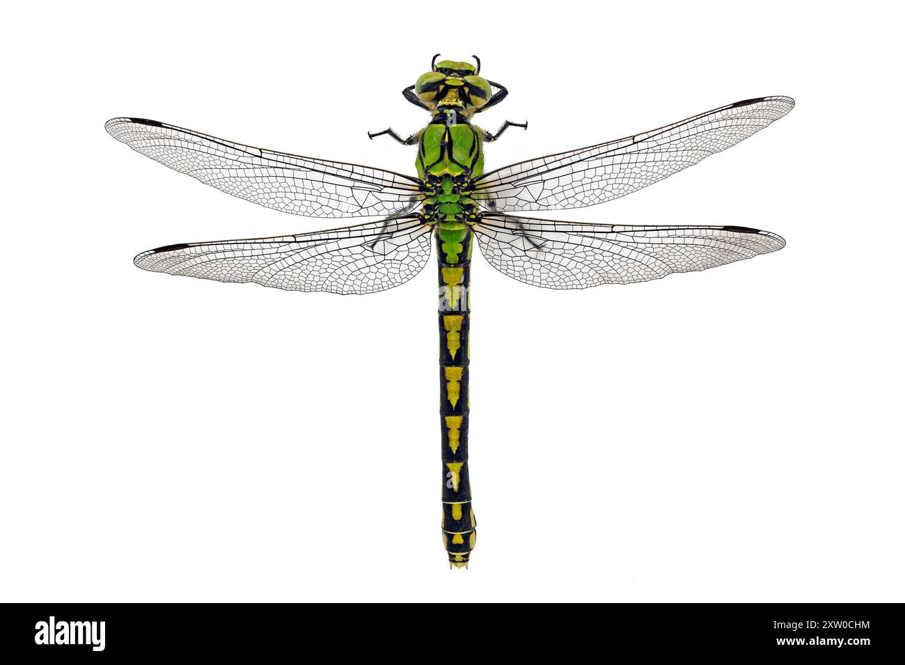top view of a green snaketail dragonfly, Ophiogomphus cecilia isolated ...