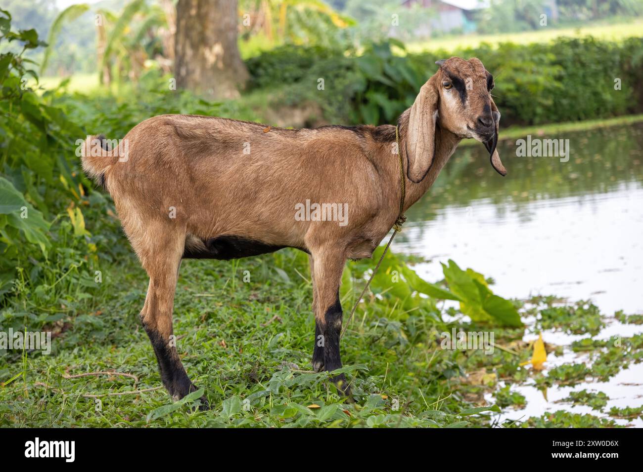 Goat rope hi-res stock photography and images - Alamy