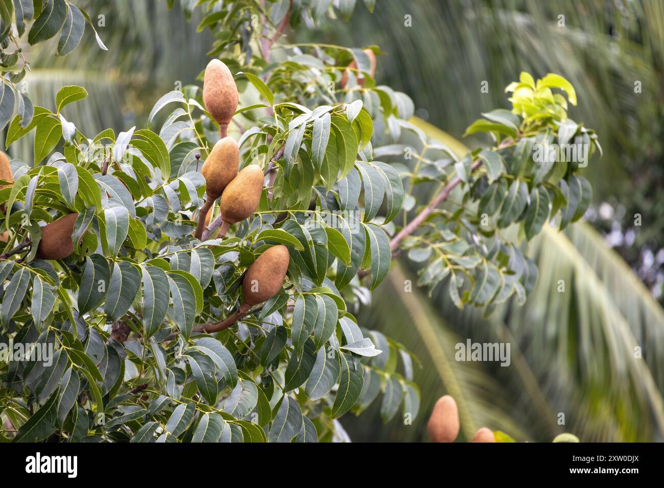 Tree branches with green leaves and mahogany fruits. The wood of the ...