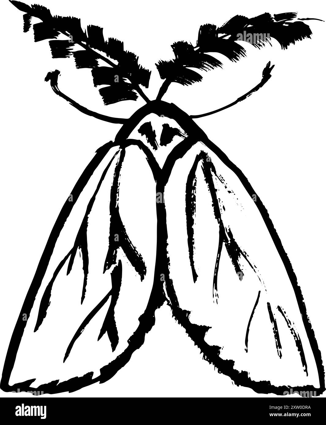 Grunge Hand Drawn Ink Brush Night Moth Stock Vector Image & Art - Alamy