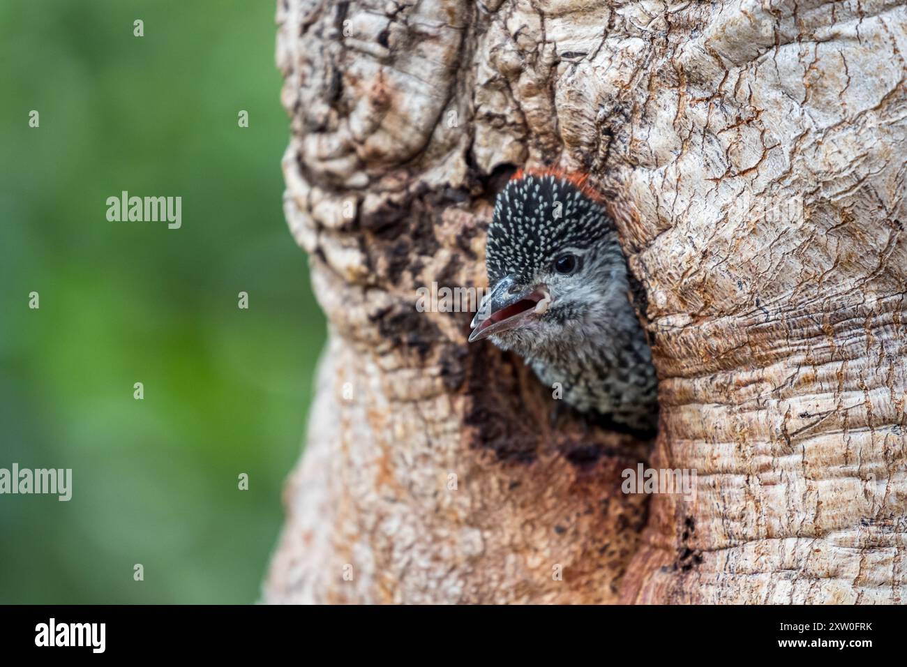 South Africa, Kruger National Park, Bennett's Woodpecker (Campethera ...