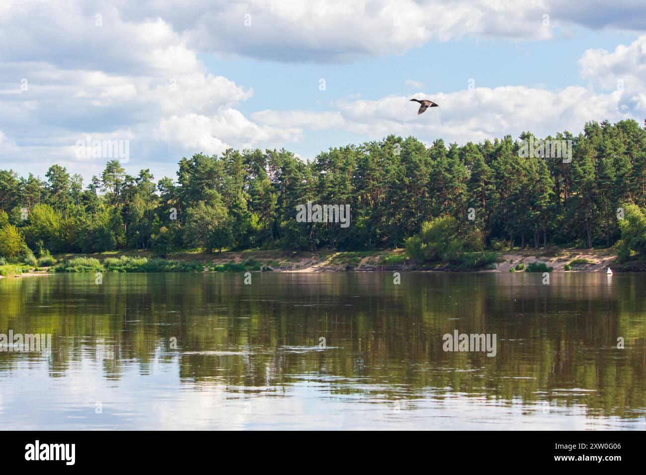 The bank of the Pripyat river on a summer day Stock Photo - Alamy