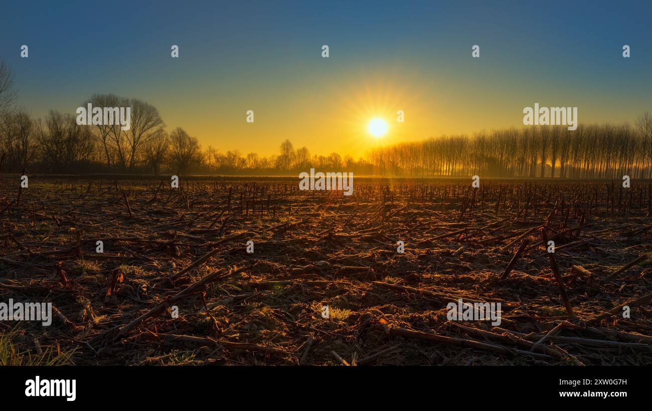 Rural landscape with sun and trees photographed at the first light of ...