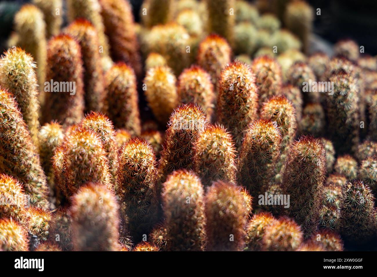 Mammillaria elongata cactus at the Warsaw University Botanical Gardens ...