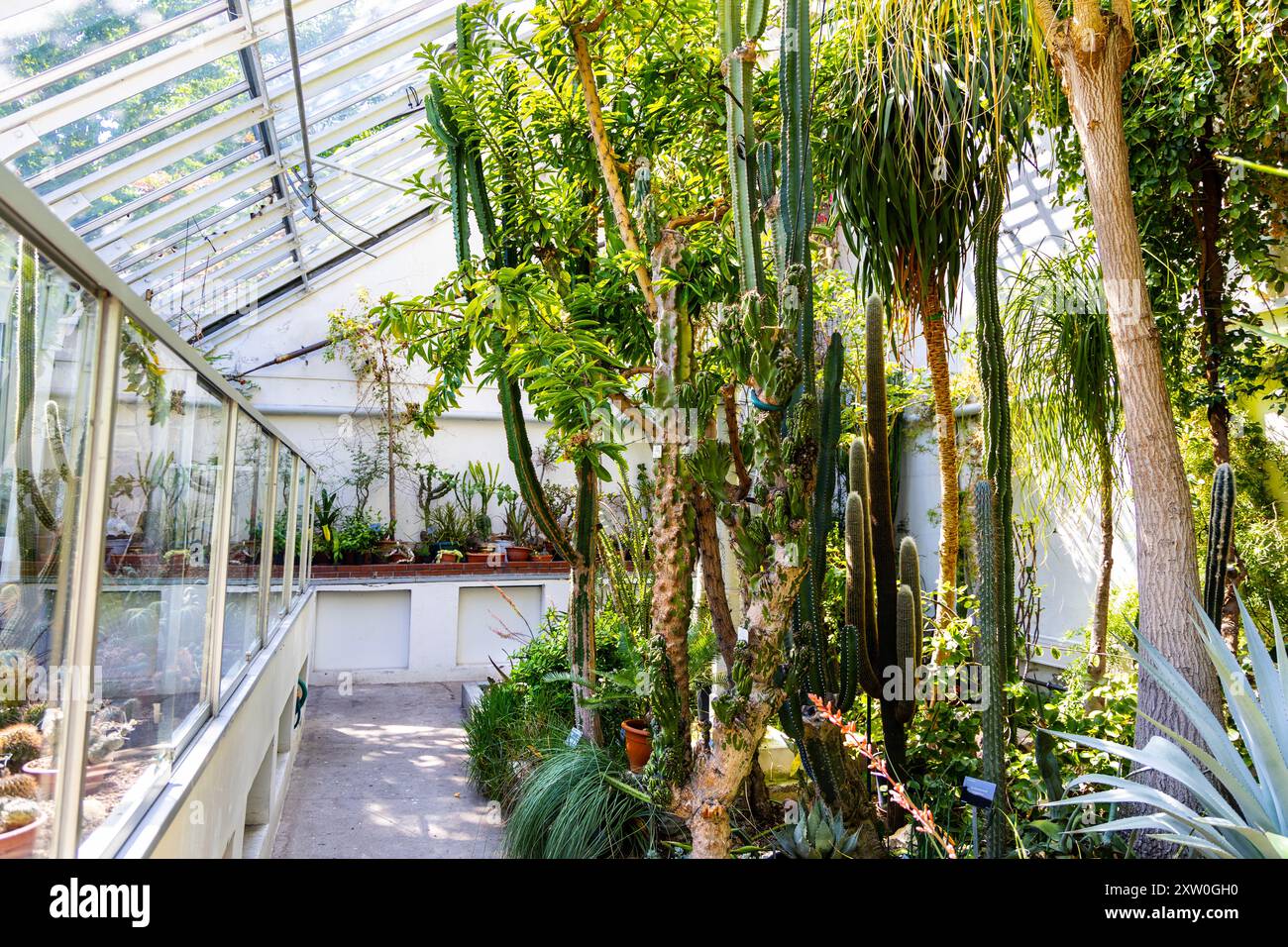 Interior of the cactus greenhouse at Warsaw University Botanical ...