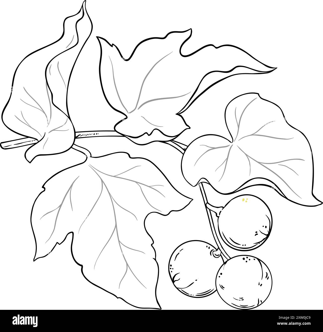 Kukui Branch with Fruits Outline Illustration Stock Vector Image & Art ...